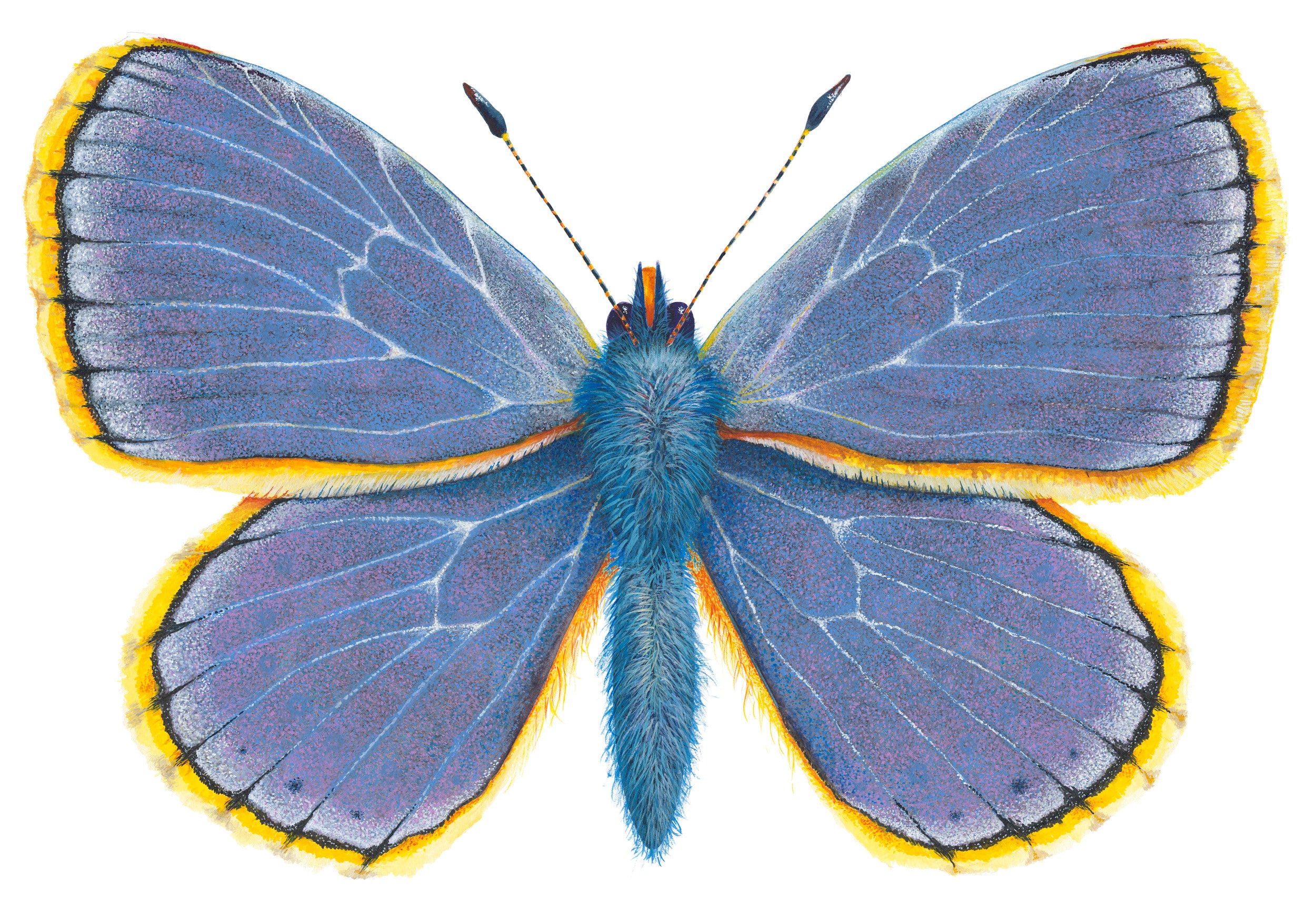 COMMON BLUE BUTTERFLY - original watercolour – Brian Asquith Art
