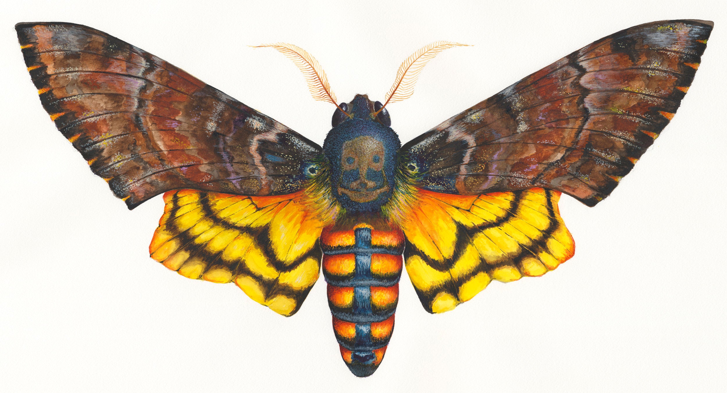DEATH'S HEAD MOTH - original watercolour – Brian Asquith Art