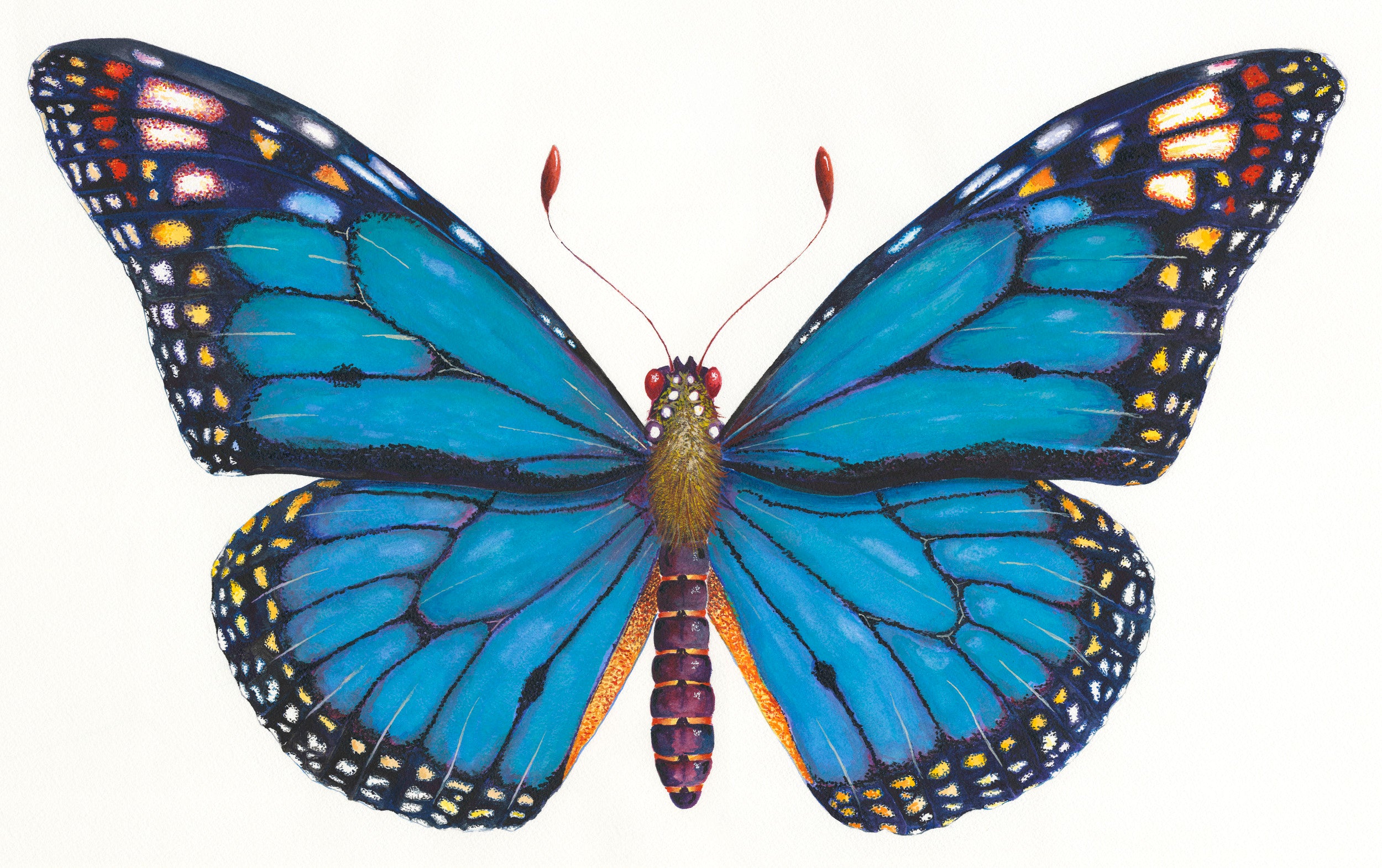 MONARCH BUTTERFLY (BLUE) - original watercolour – Brian Asquith Art