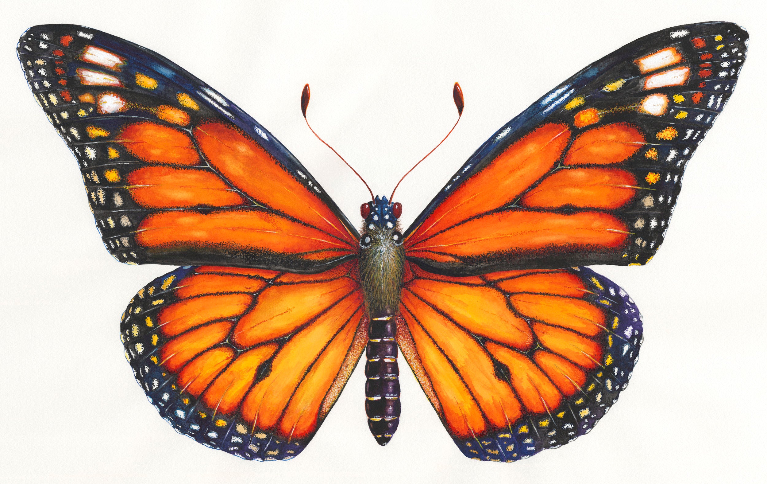 MONARCH BUTTERFLY - original watercolour – Brian Asquith Art