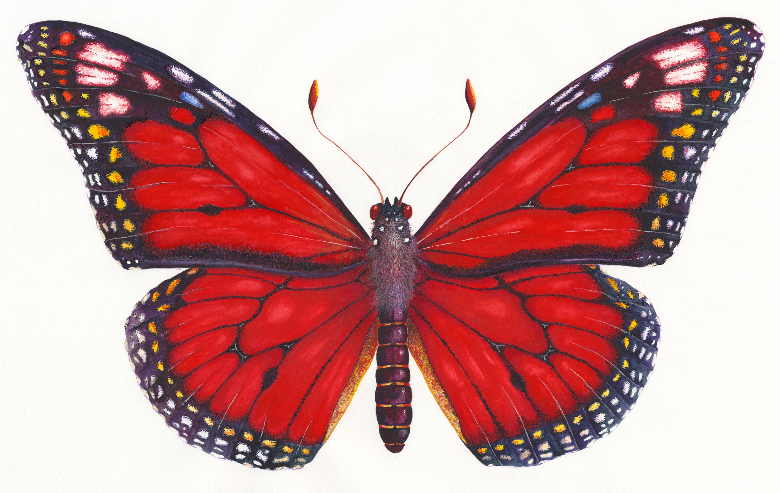 MONARCH BUTTERFLY (RED) - original watercolour – Brian Asquith Art