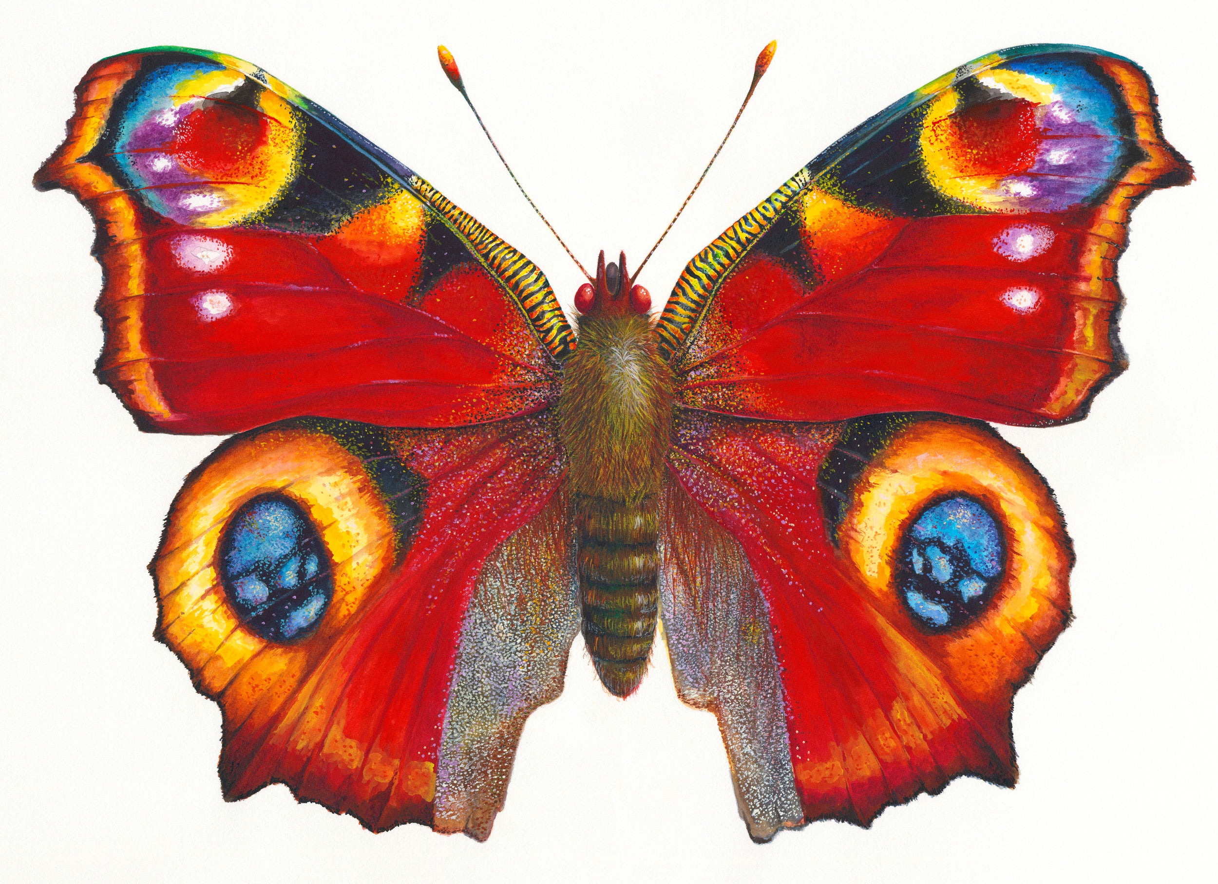 PEACOCK BUTTERFLY - original watercolour – Brian Asquith Art