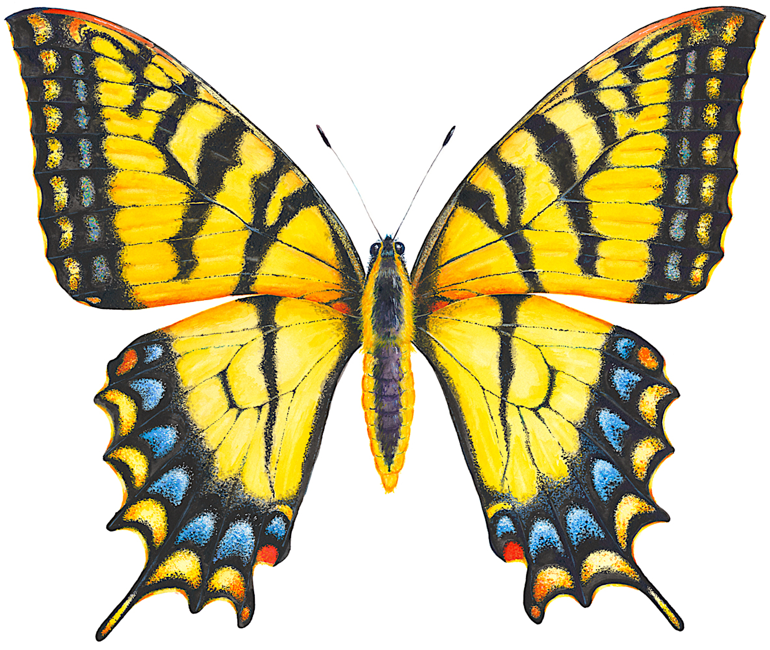 EASTERN TIGER SWALLOWTAIL - original watercolour – Brian Asquith Art