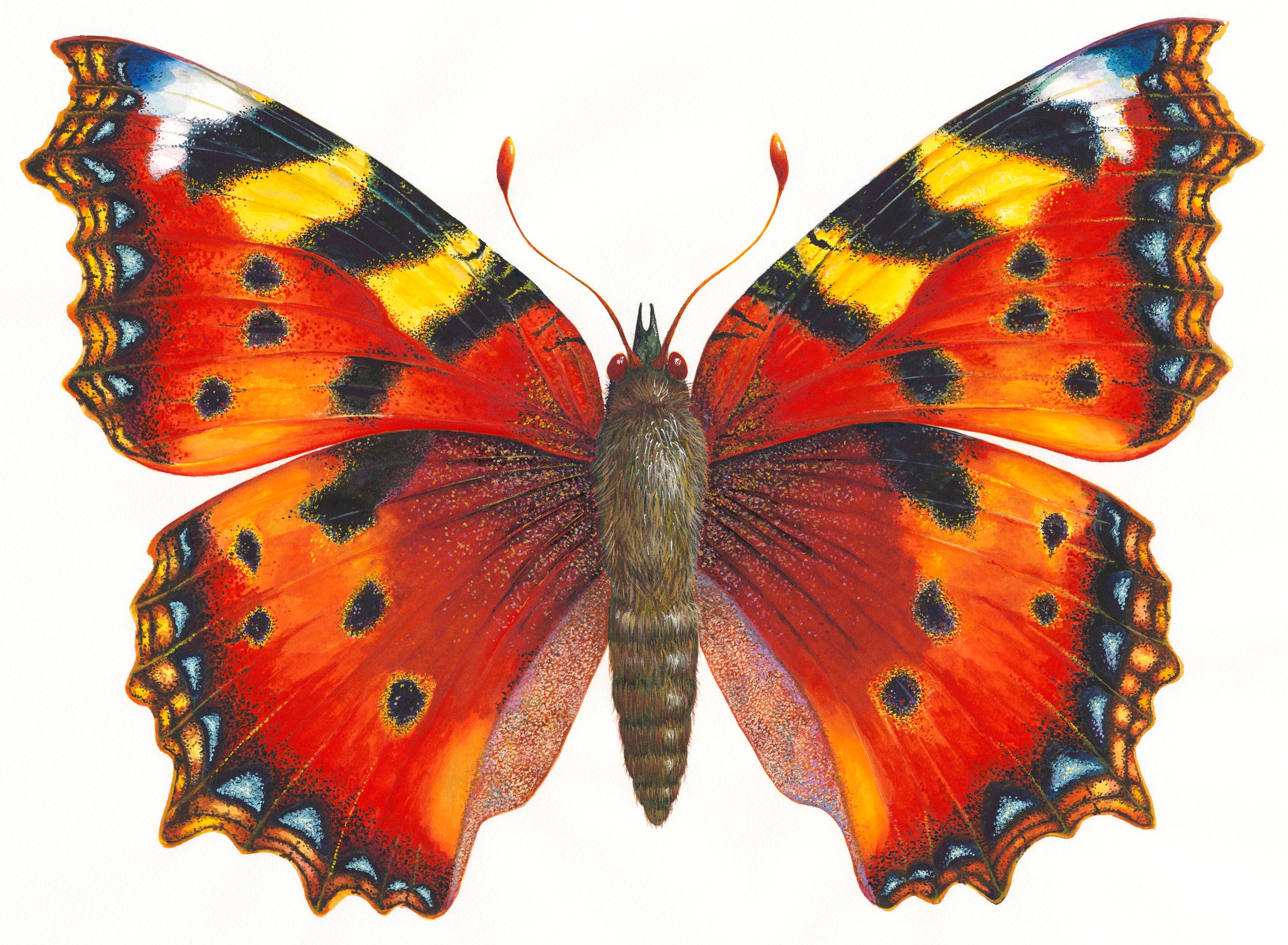 Small Tortoiseshell Butterfly - original watercolour – Brian Asquith Art