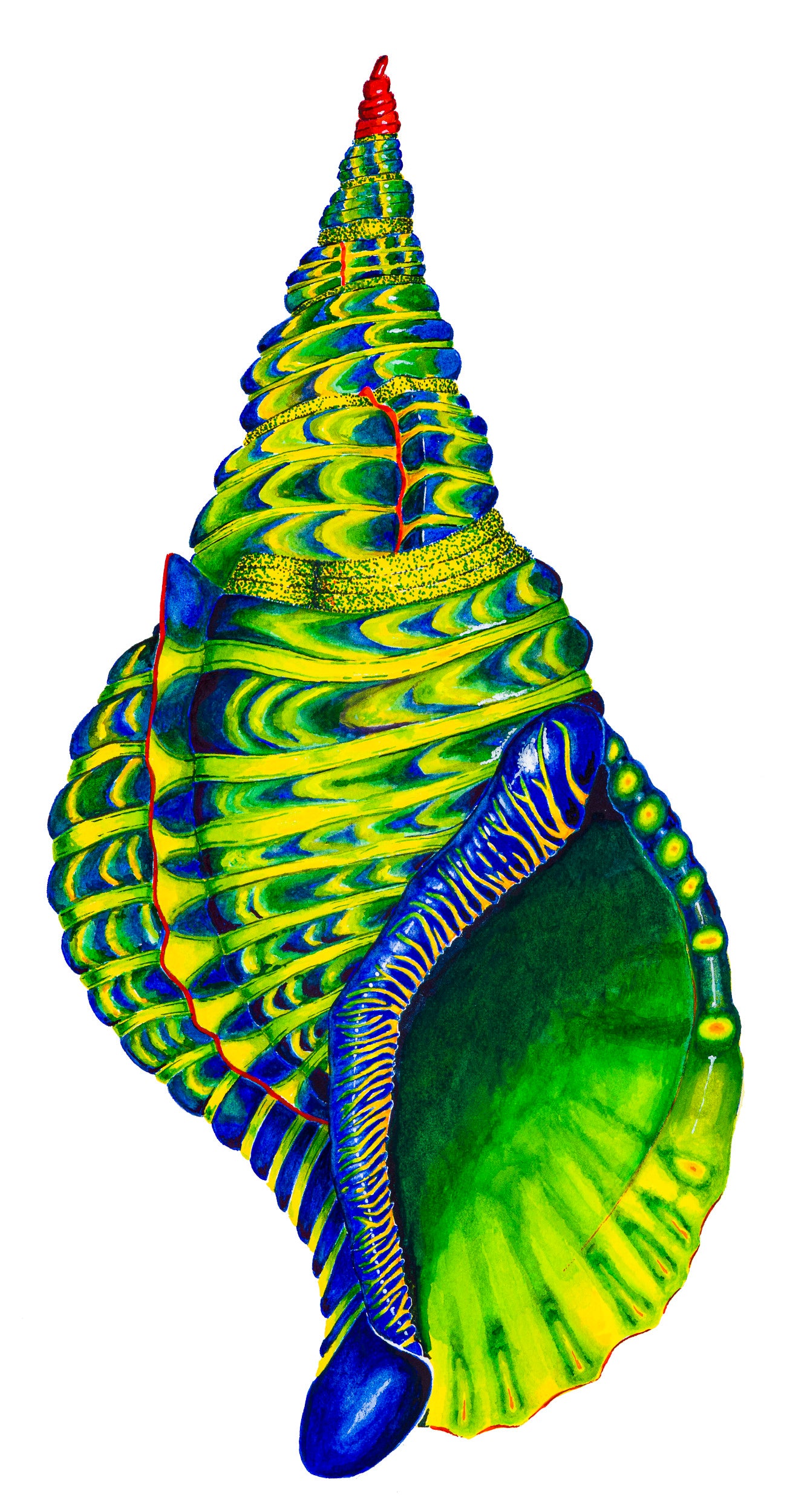 BLUE TRITON SHELL - original watercolour – Brian Asquith Art