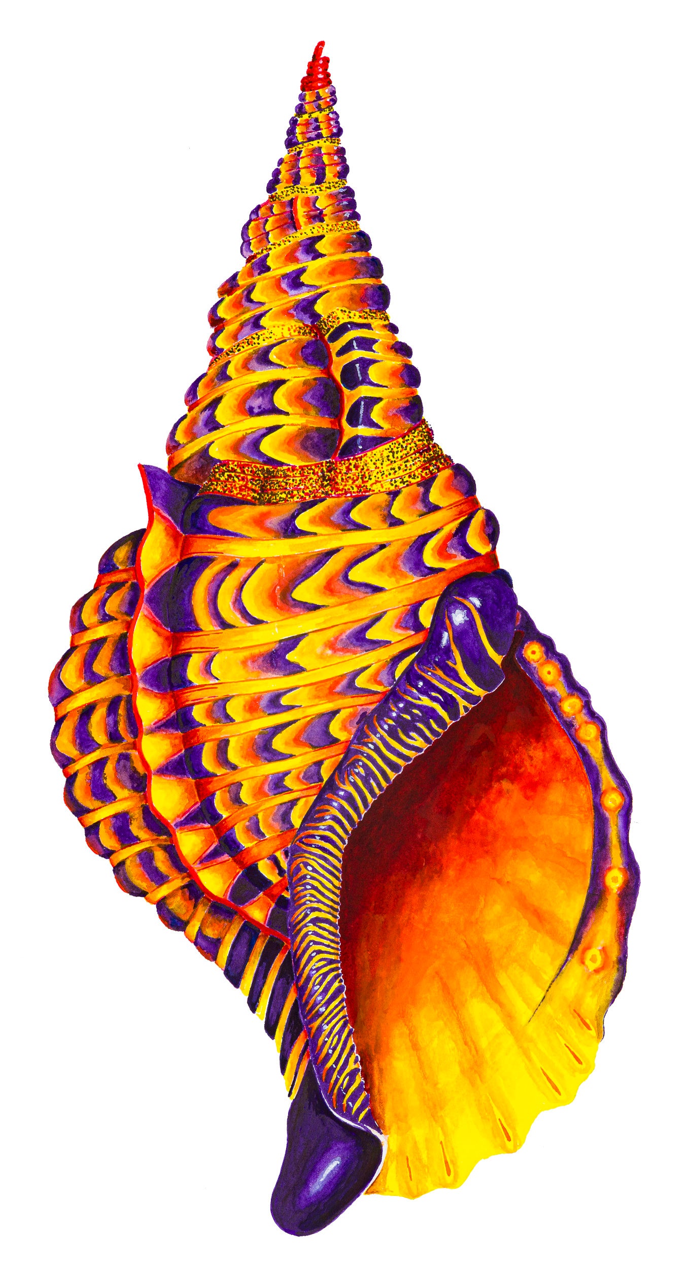 PURPLE TRITON SHELL - original watercolour – Brian Asquith Art