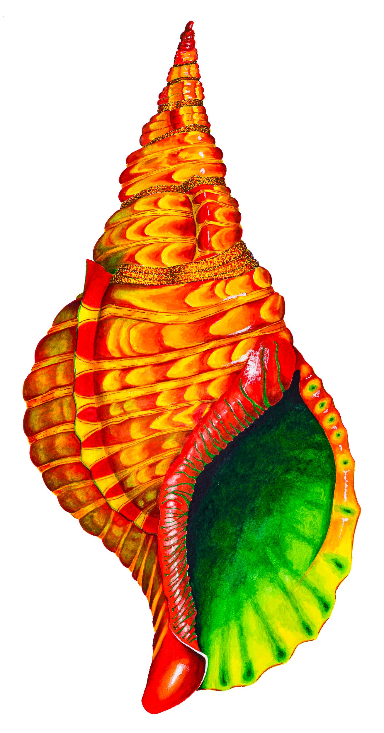 RED TRITON SHELL - original watercolour – Brian Asquith Art
