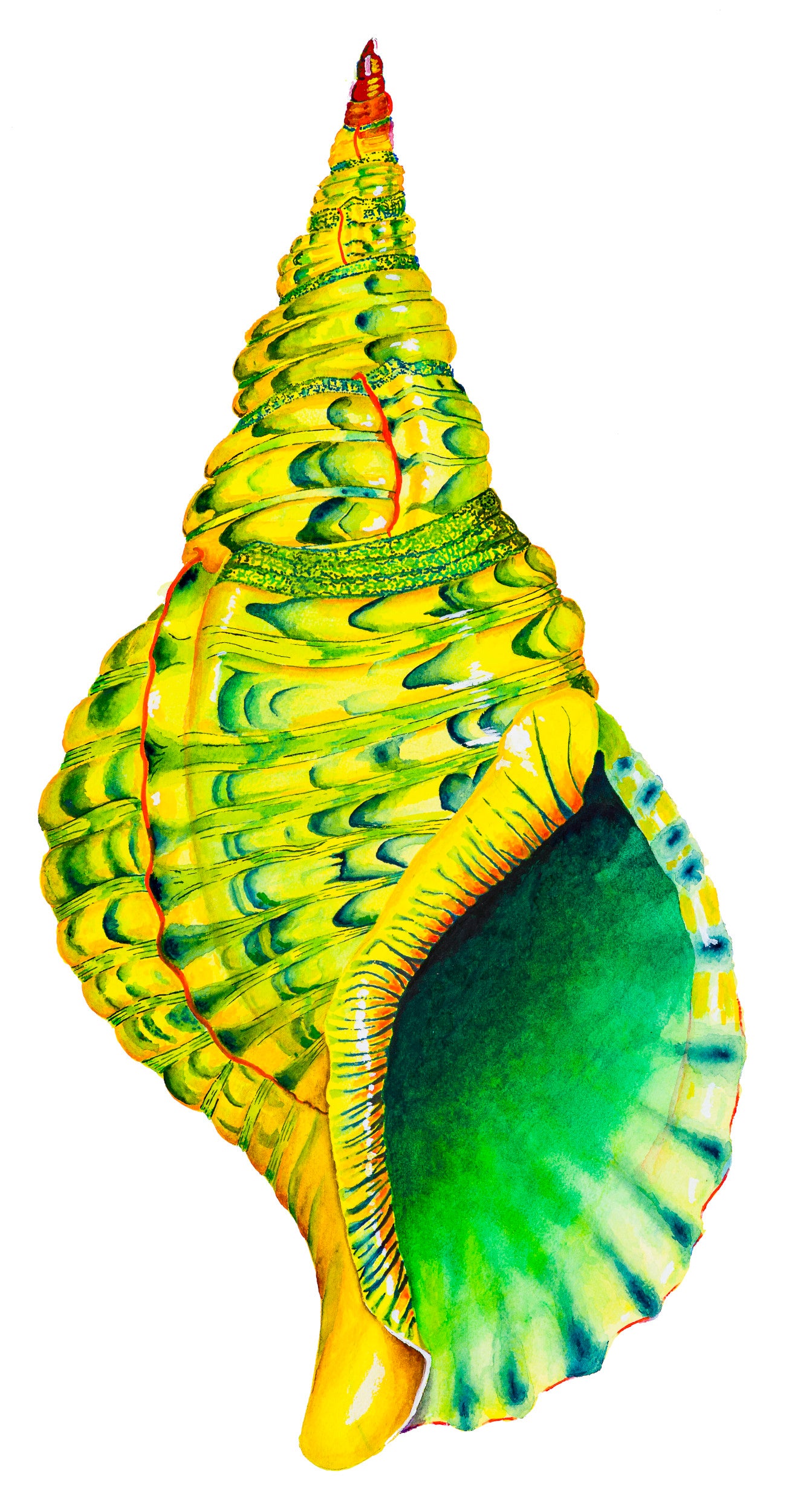 YELLOW TRITON SHELL - original watercolour – Brian Asquith Art
