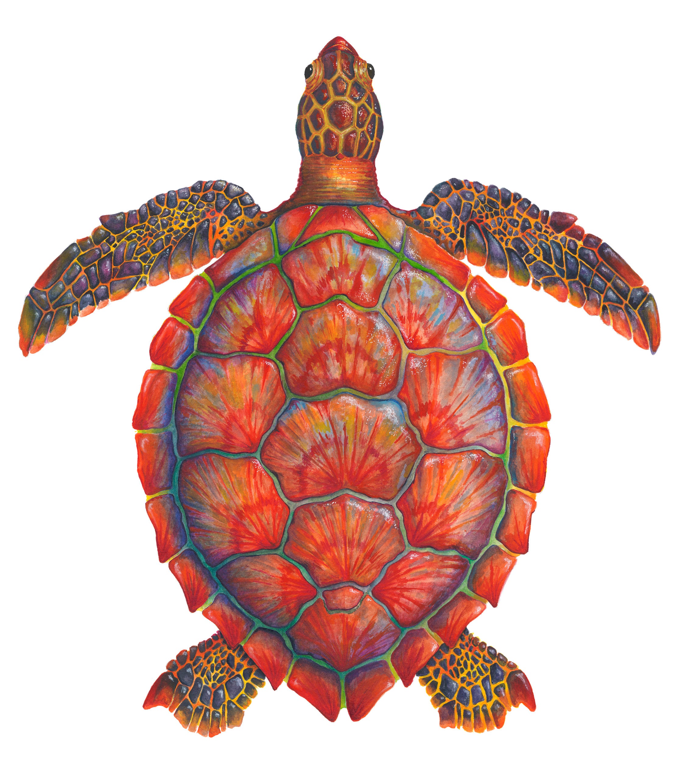 RED SEA TURTLE - original watercolour – Brian Asquith Art