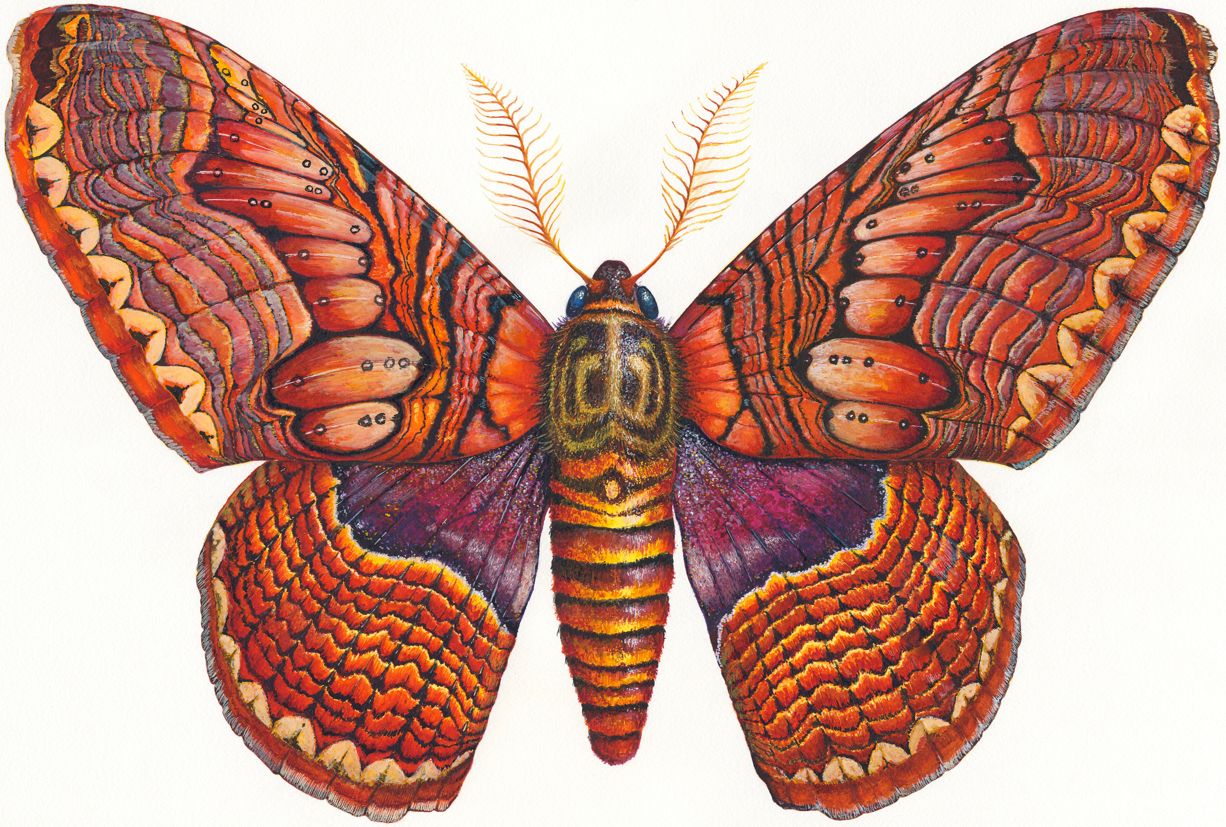BRAHMIN MOTH - original watercolour – Brian Asquith Art