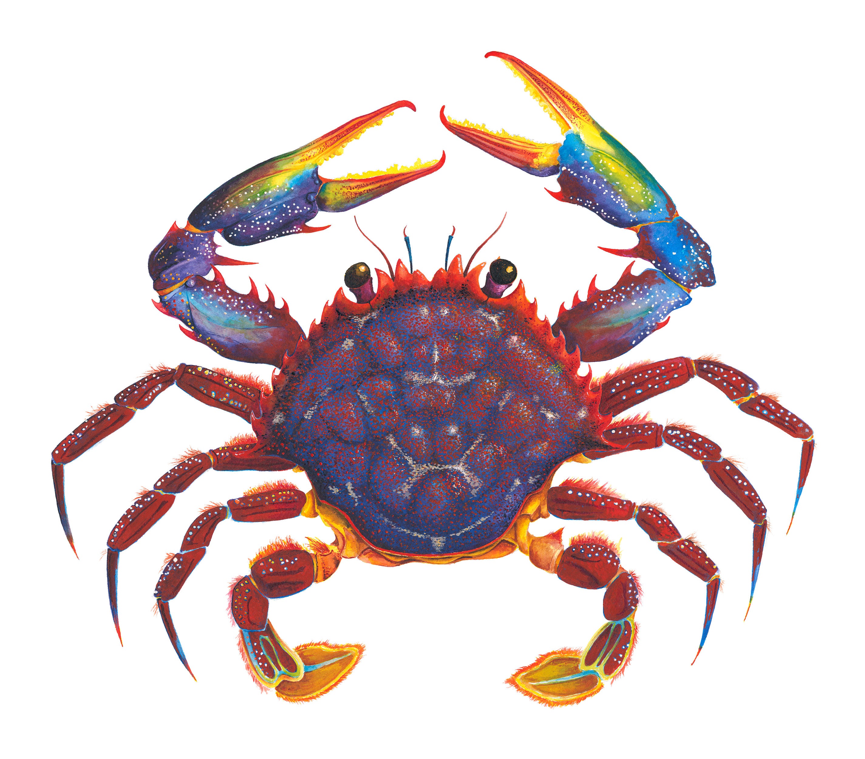 RED CRAB - original watercolour – Brian Asquith Art