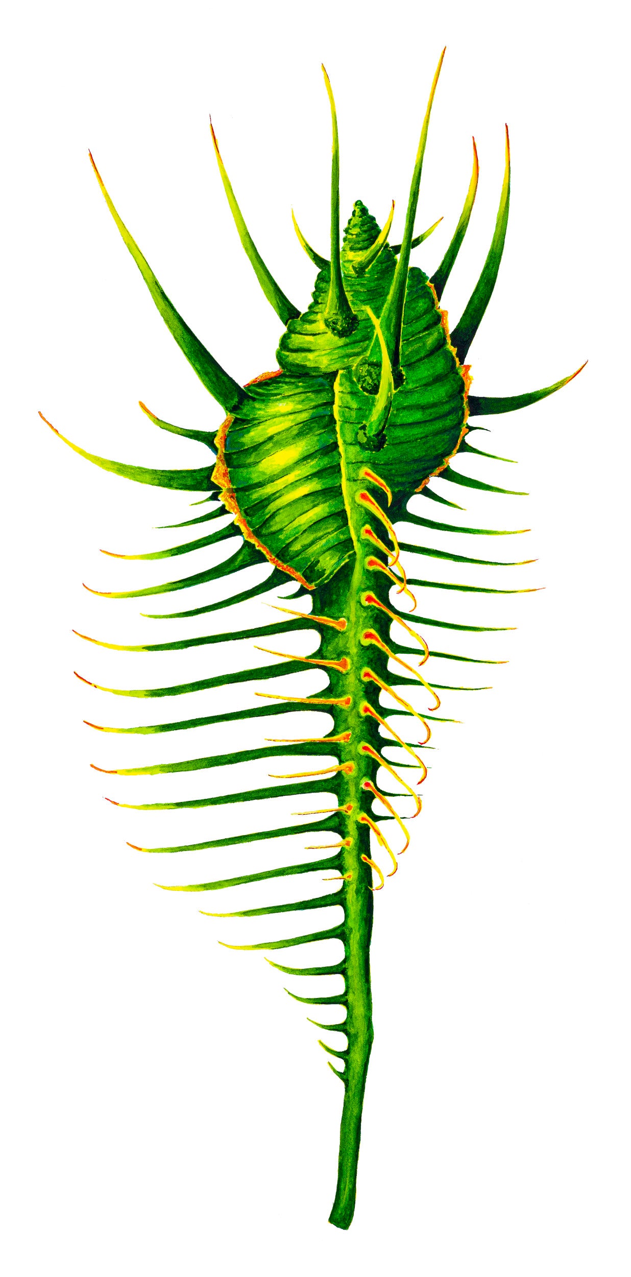 GREEN VENUS COMB MUREX SHELL - original watercolour – Brian Asquith Art
