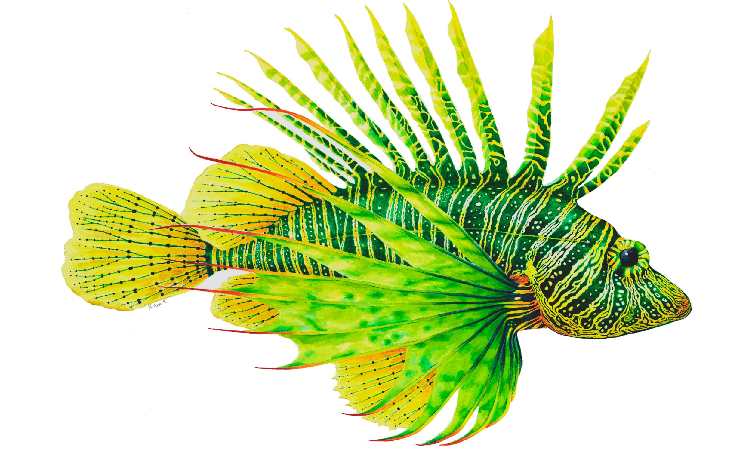 GREEN LIONFISH - original watercolour – Brian Asquith Art