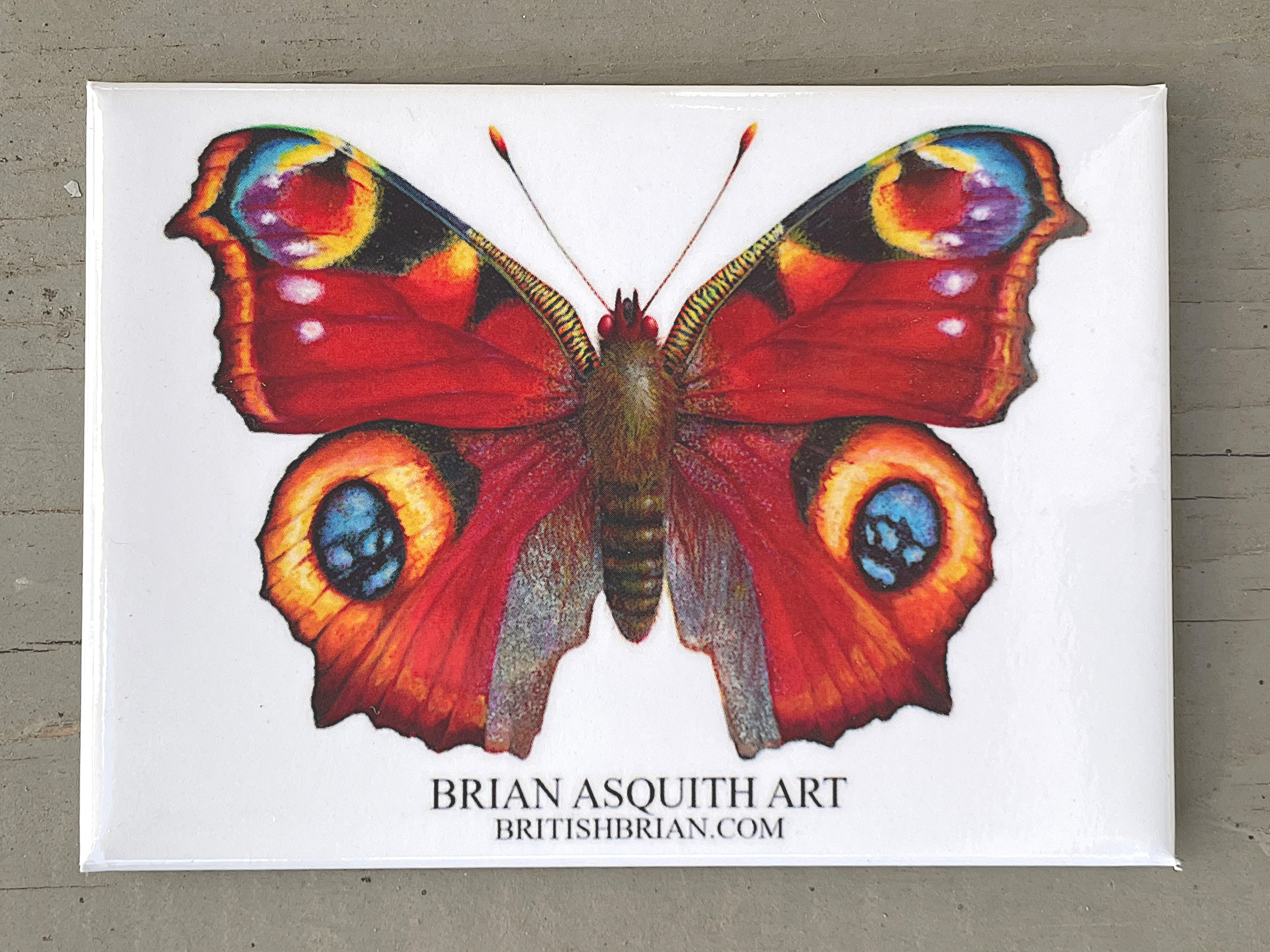 Peacock Butterfly - fridge magnet – Brian Asquith Art