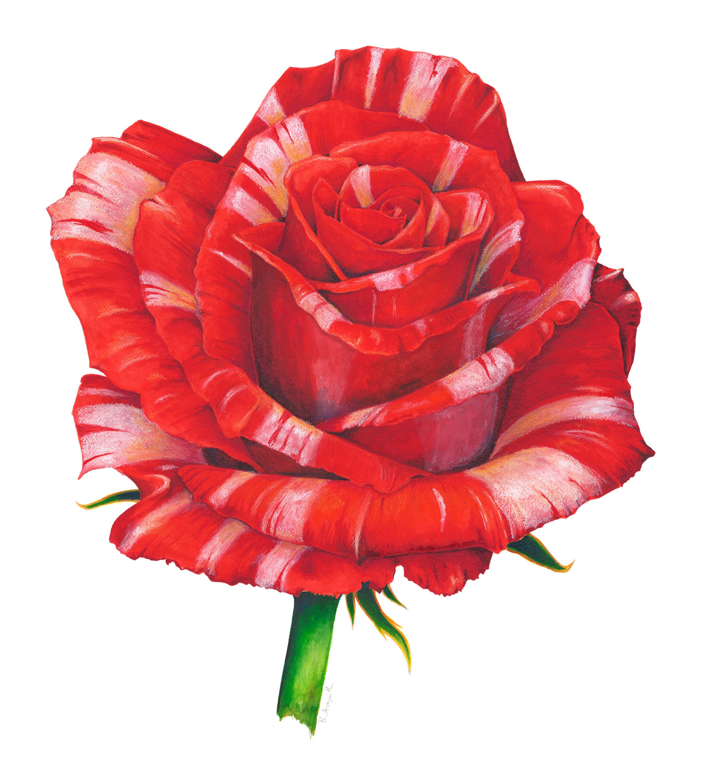 Variegated Red Rose - original watercolour – Brian Asquith Art